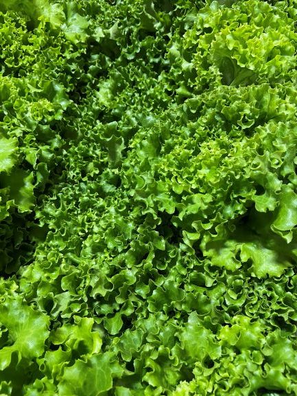 Green Batavia Lettuce 15ct - Galimax Trading Inc.