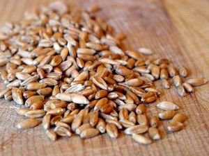 Spelt Berries - 22lb Bag - Galimax Trading Inc.